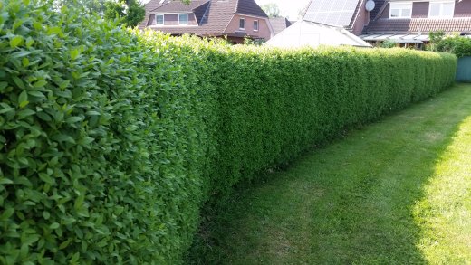 Liguster (Ligustrum vulgare Atrovirens) im 1L Container, 80-100 cm groß