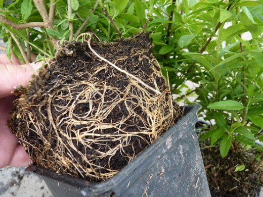 Zwerg-Liguster 'Ligustrum vulgare Lodense', im Container