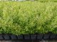 Zwerg-Liguster 'Ligustrum vulgare Lodense', im Container